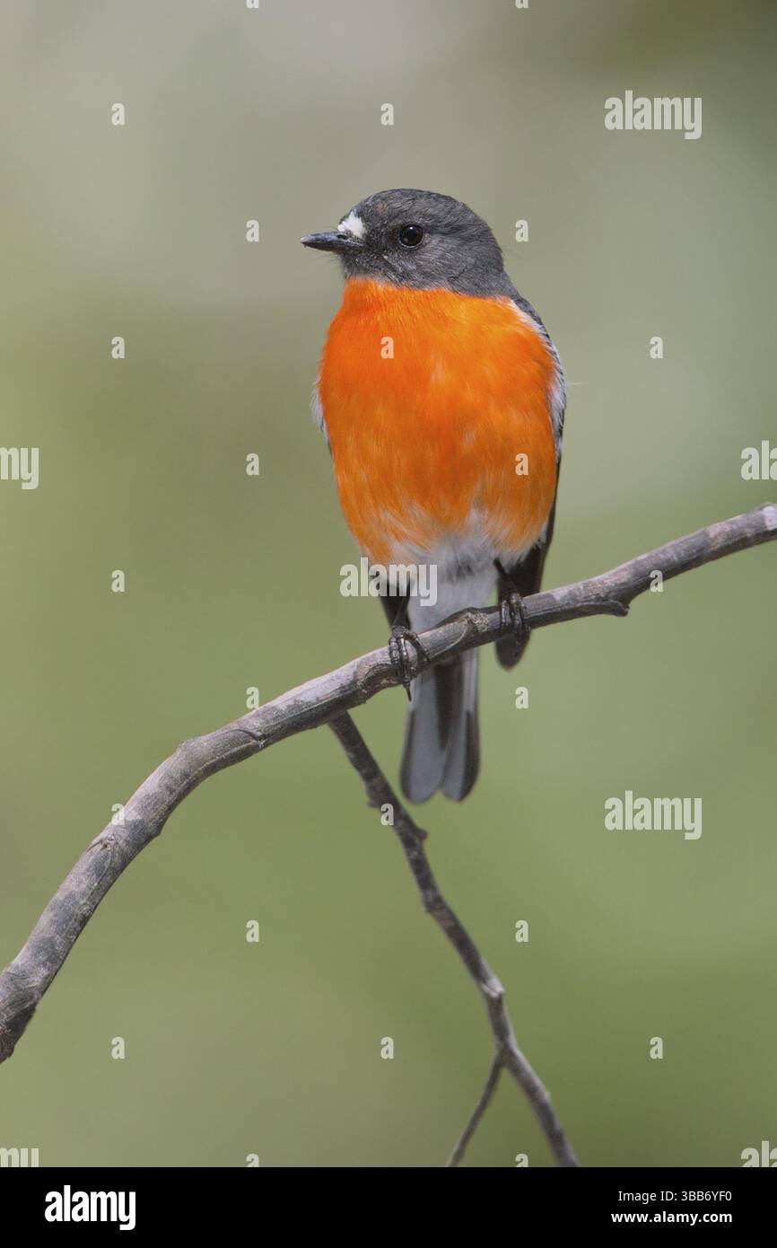 Flame Robin (Petroica phoenicea) male, Victoria, Australia, Oceania Stock Photo - Alamy