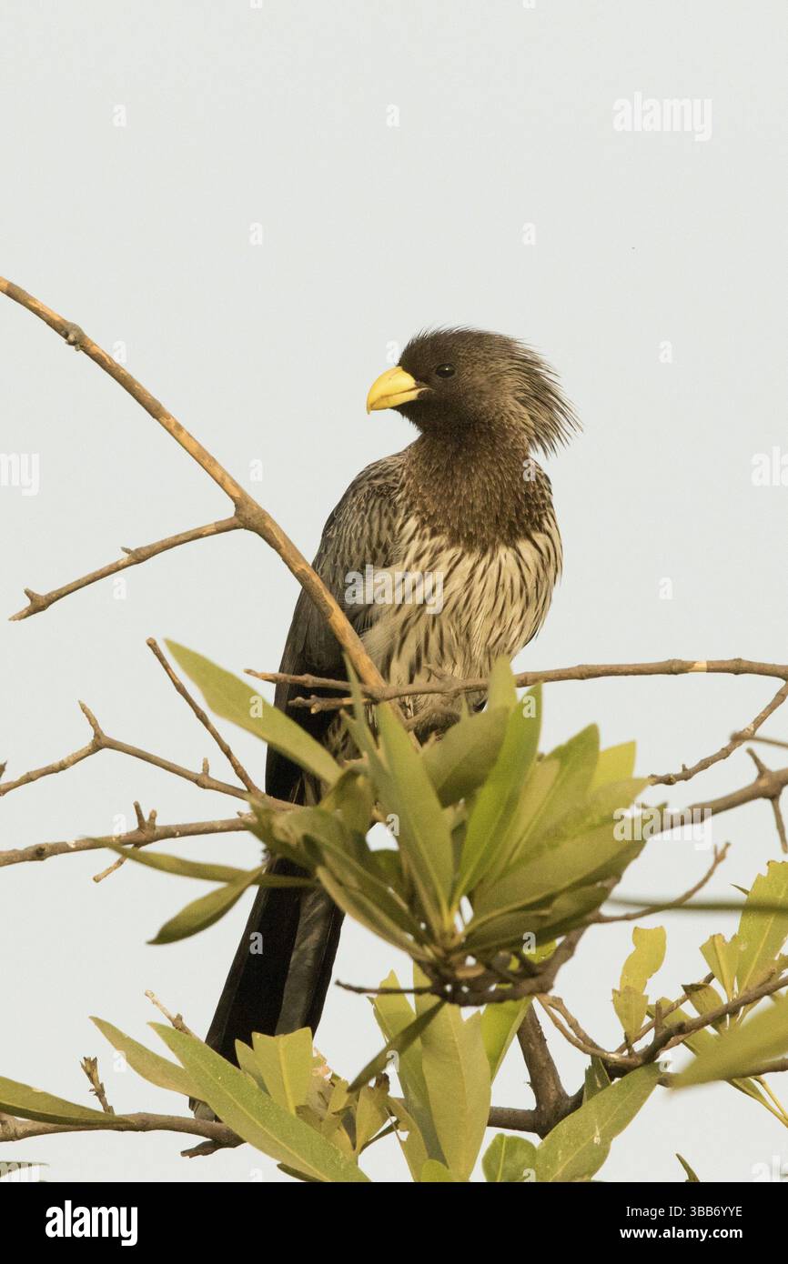 Western Plantain-eater (Crinifer piscator), Gambia, Africa Stock Photo ...