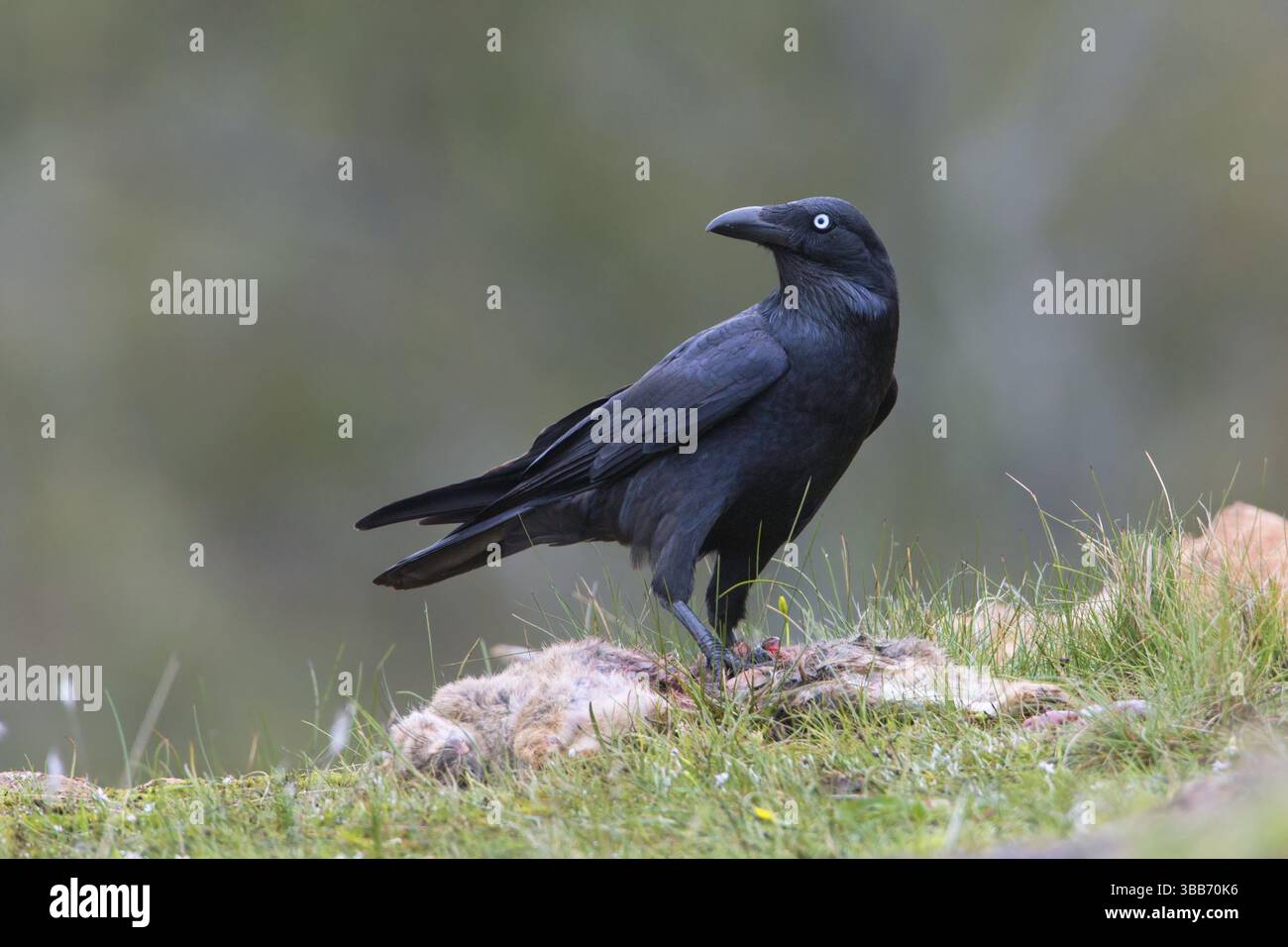 Tasmanian raven hi-res stock photography and images - Alamy