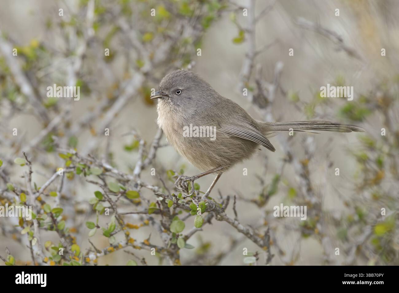 Wrentit (Chamaea fasciata), California, USA, North America Stock Photo ...
