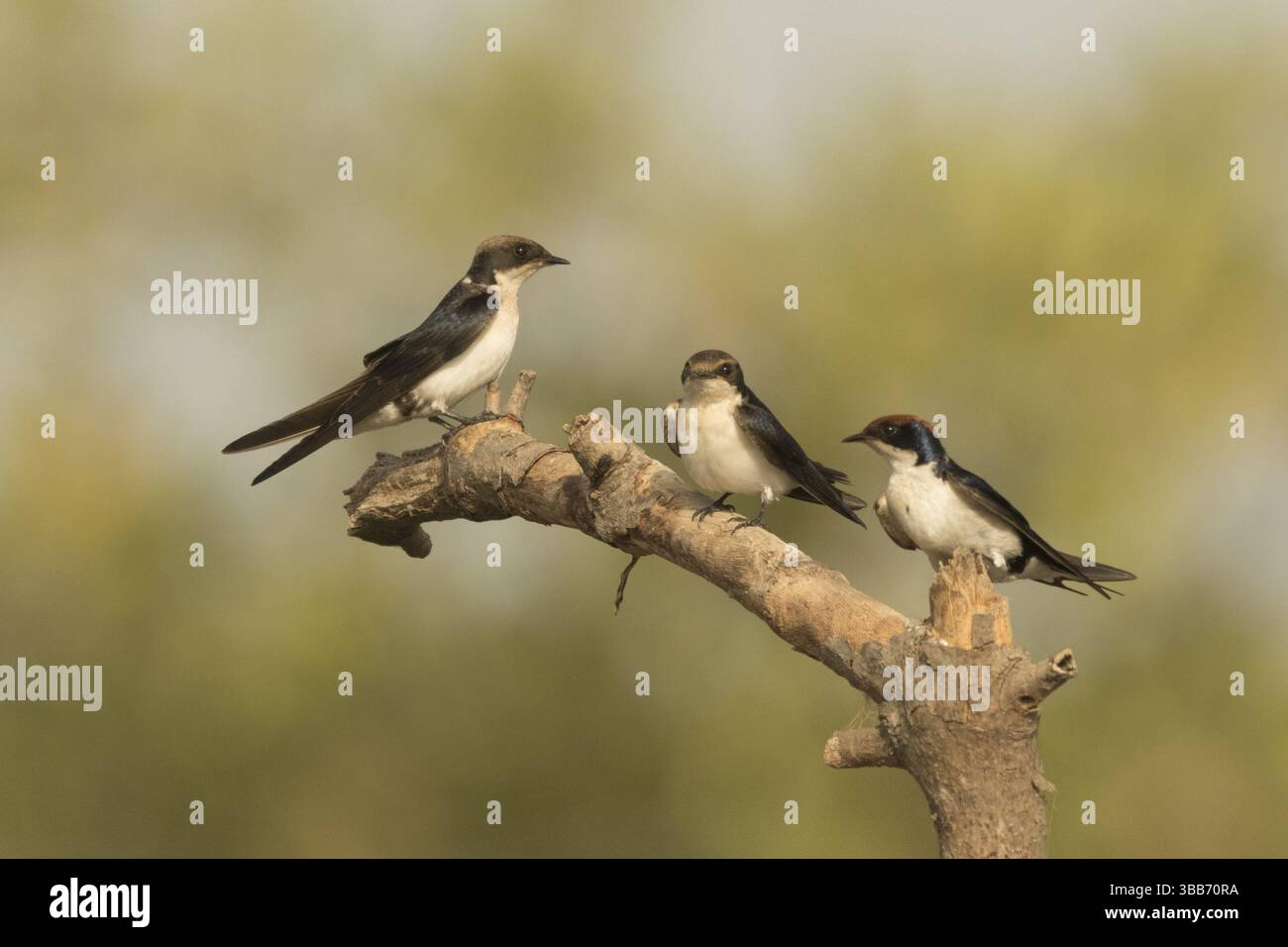 Wire-tailed Swallow (Hirundo smithii), Gambia, Africa Stock Photo - Alamy
