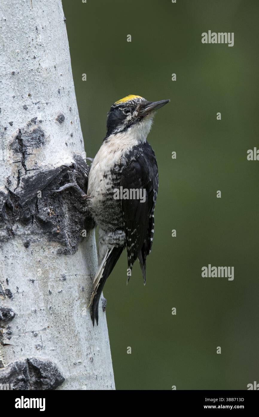 American Three-toed Woodpecker (Picoides dorsalis) male, British ...