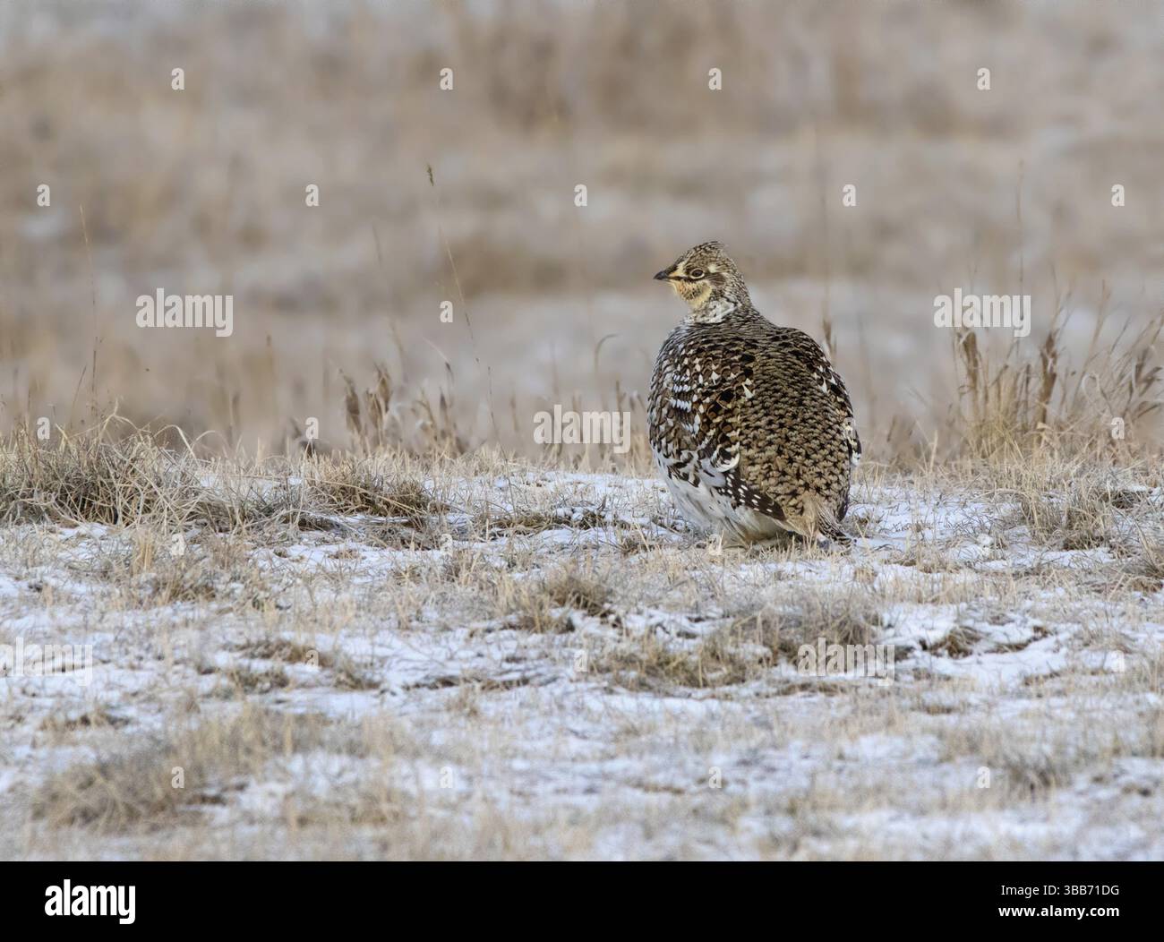 Sharp-tailed Grouse female, Tympanuchus phasianellus, sat in a field in ...