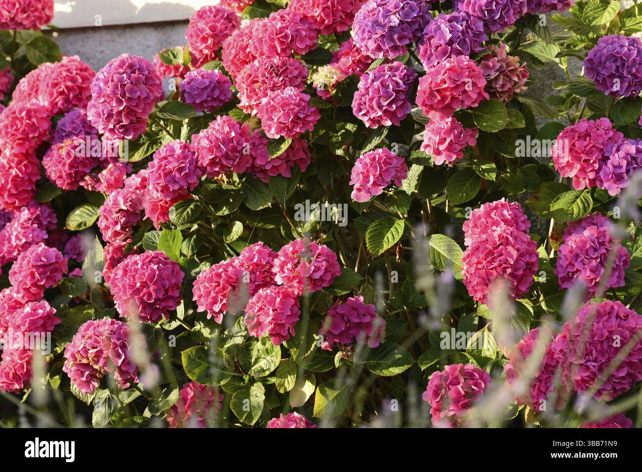 Blooming hydrangeas in purple and pink tones, Blooming pink and purple ...