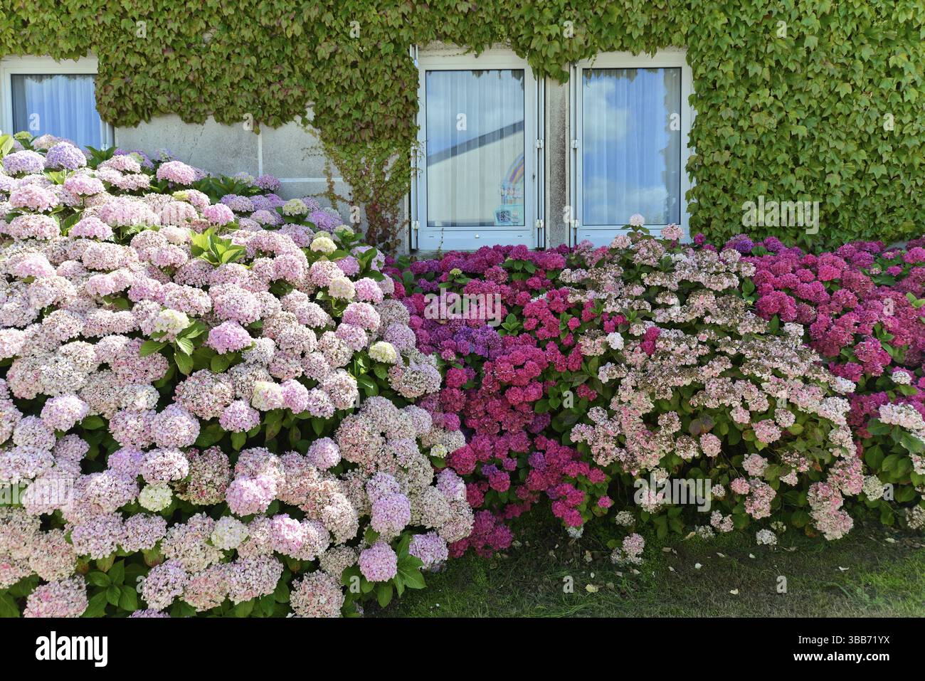 Hydrangea, Hortensia, native to Asia in the garden, pink and white ...
