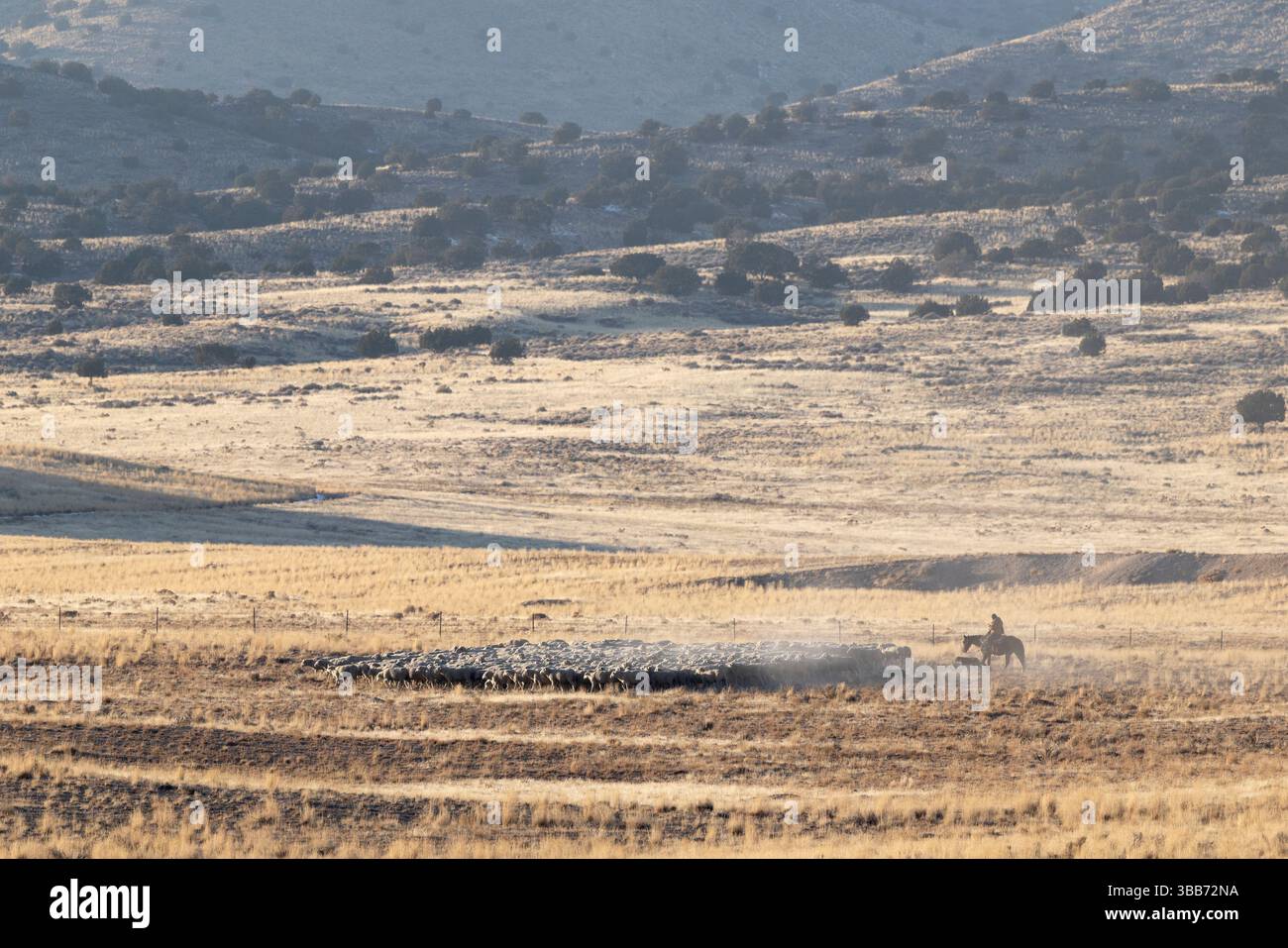 Sheep herder in West Desert of Utah Stock Photo - Alamy