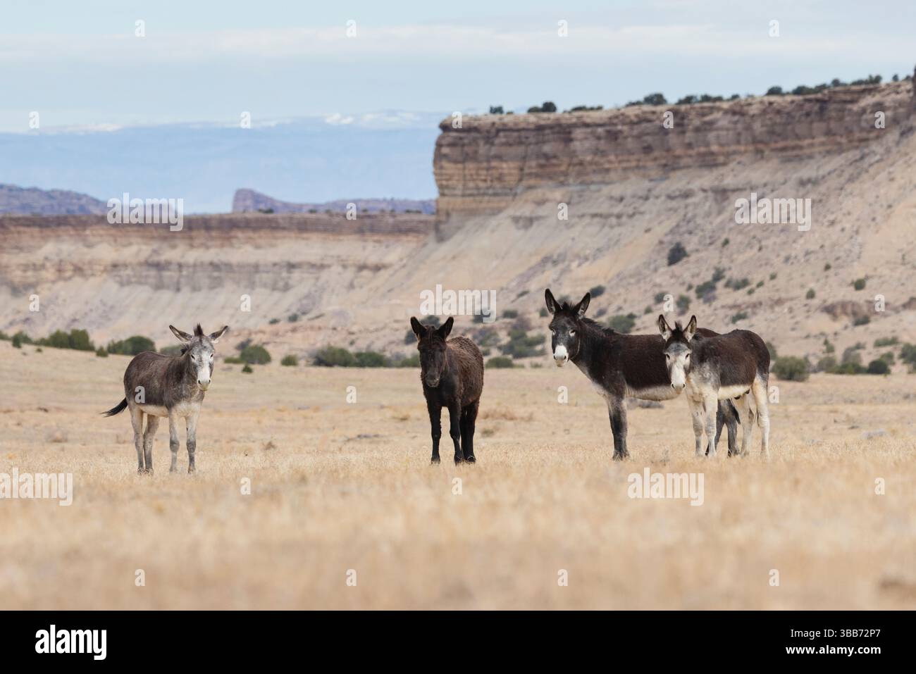Herd of burros hi-res stock photography and images - Alamy