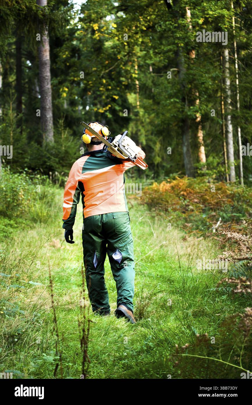 A woodcutter at work in the forest Stock Photo - Alamy