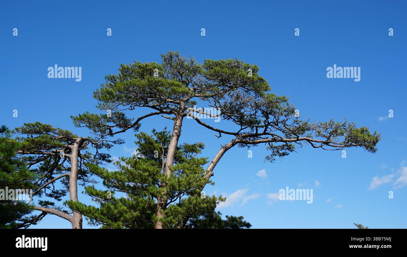 Matsushima Bay, Sendai – Stunning Pine-Covered Islands in Miyagi, Japan ...