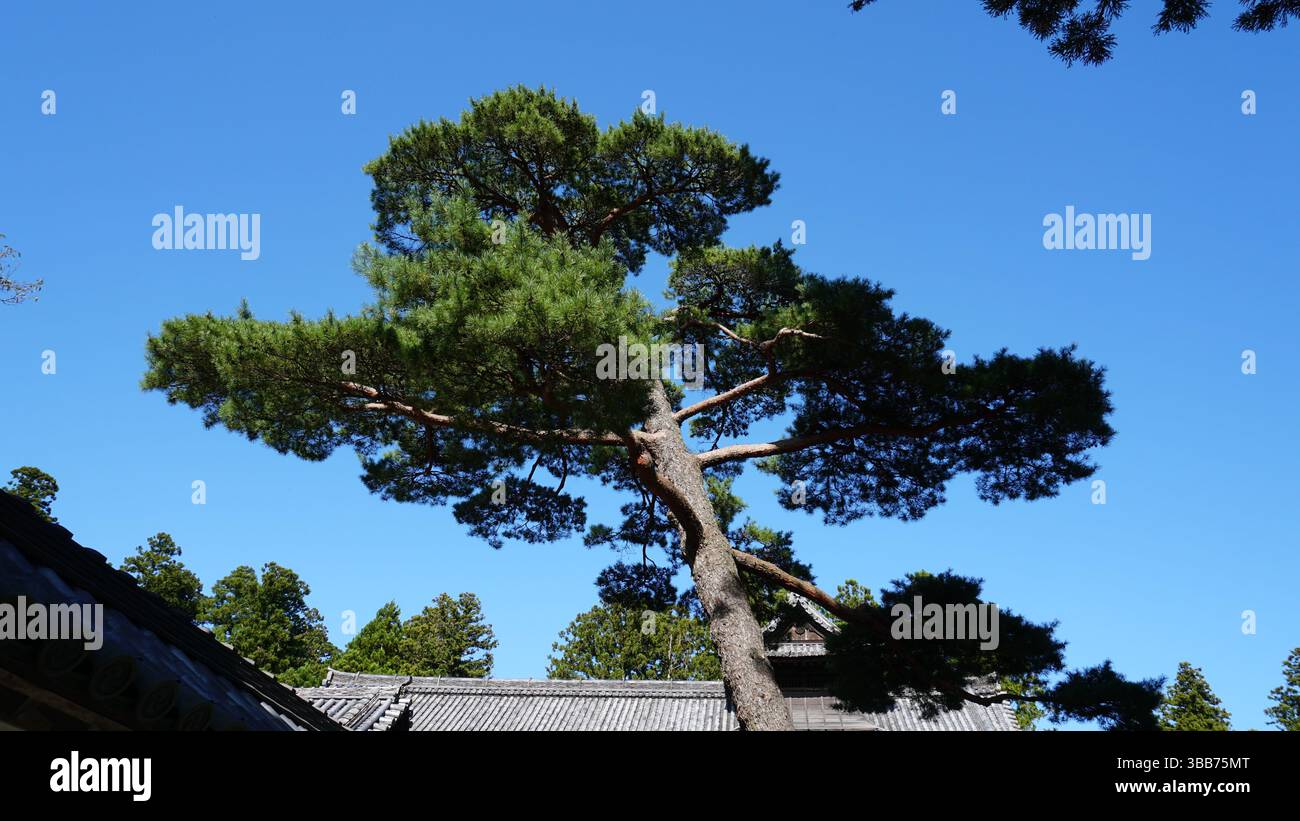 Matsushima Bay, Sendai – Stunning Pine-Covered Islands in Miyagi, Japan ...