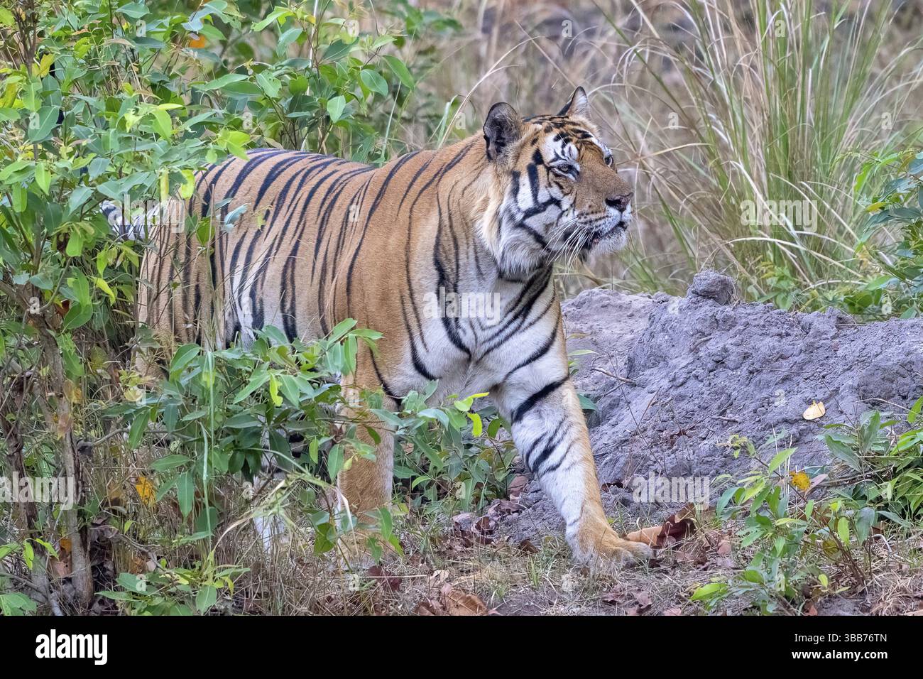 Tiger (Panthera tigris), Bengal tiger or Indian tiger, big cat ...