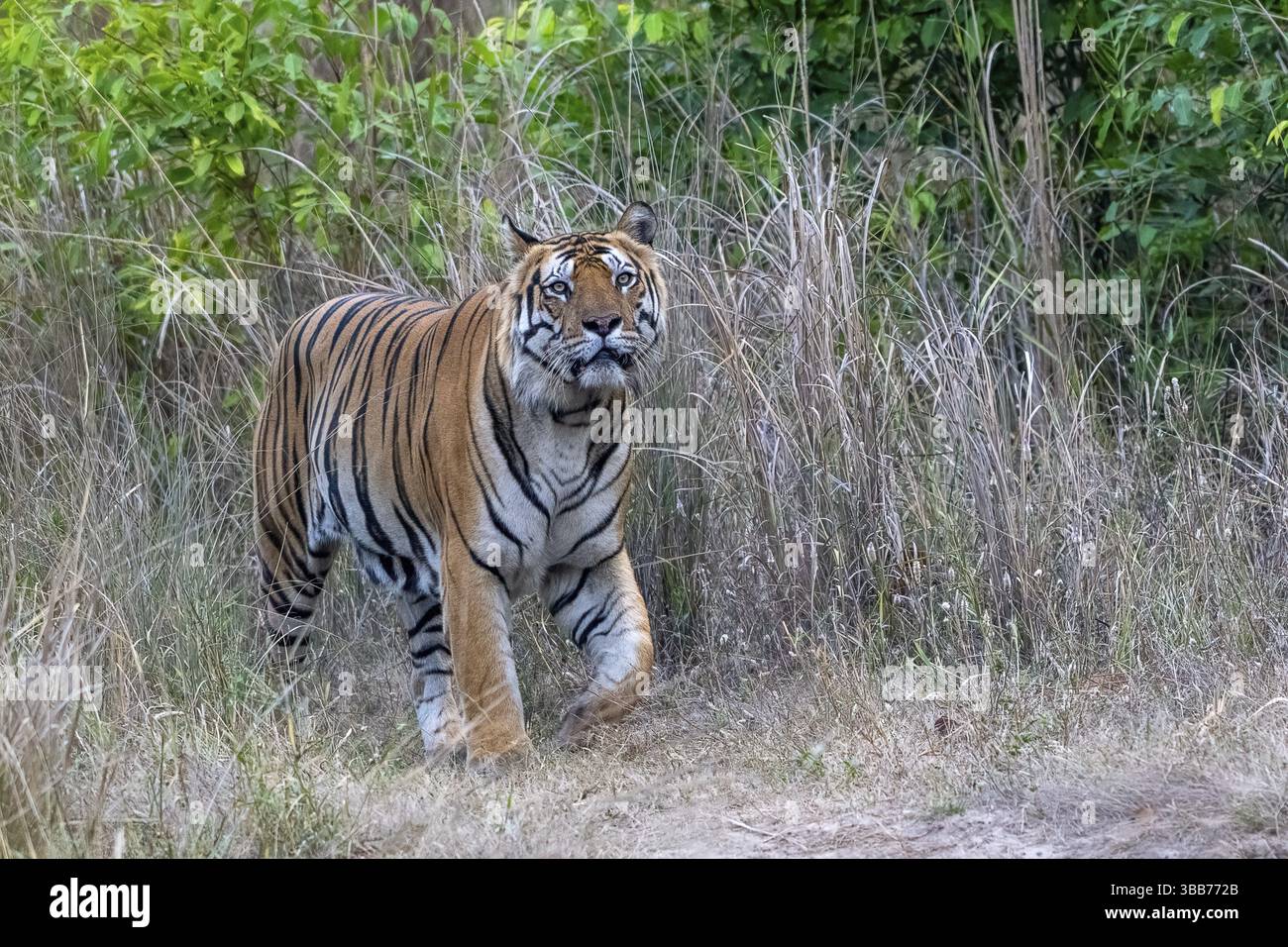 Tiger (Panthera tigris), Bengal tiger or Indian tiger, big cat ...