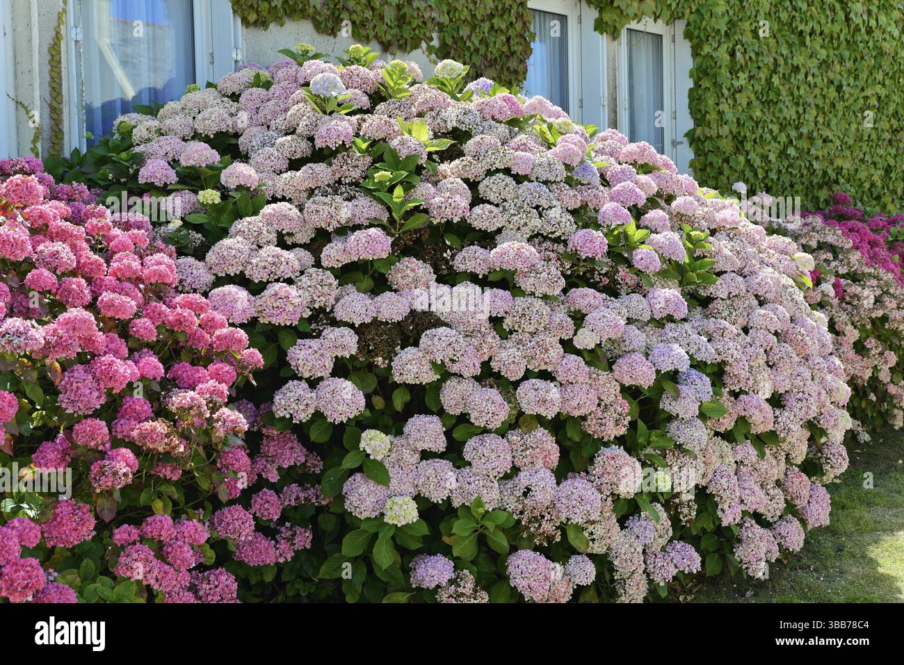 Hydrangea, Hortensia, native to Asia in the garden, Lush hydrangea ...