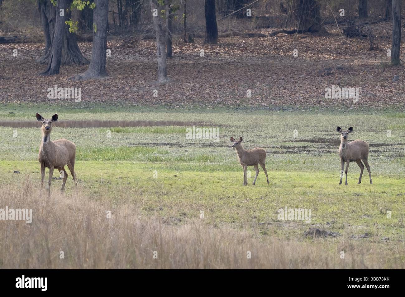 Sambar (Cervus unicolor), roe deer, horse deer, noble deer, group of ...