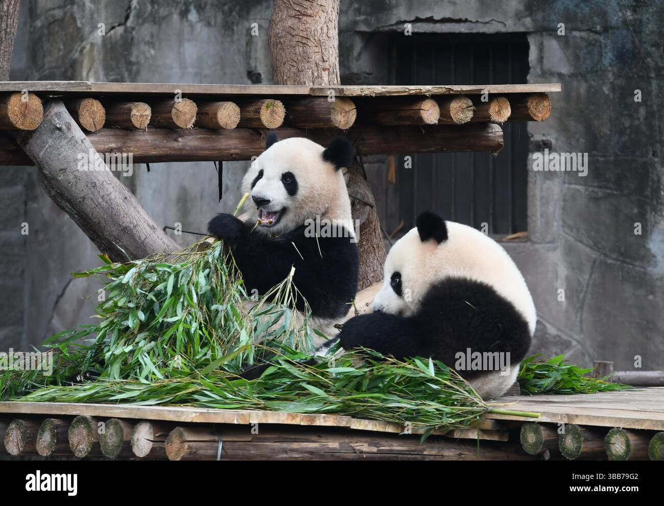 **CHINESE MAINLAND, HONG KONG, MACAU AND TAIWAN OUT** Giant pandas play ...