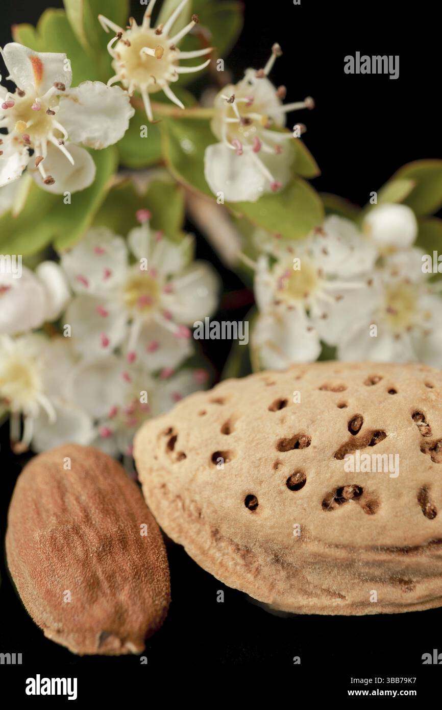 Almond blossoms and nuts represent the growth cycle of the almond tree ...