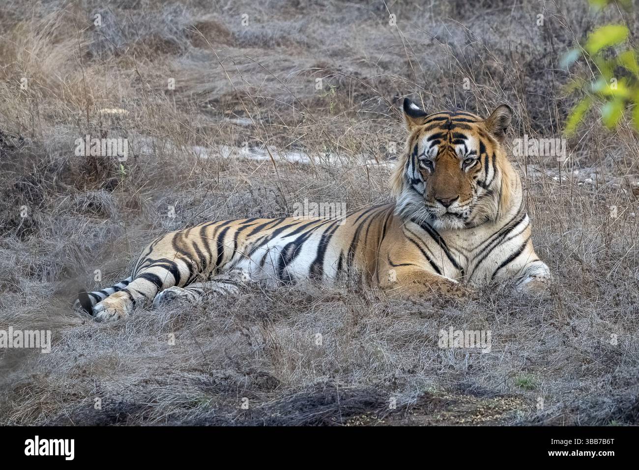 Tiger (Panthera tigris), Bengal tiger or Indian tiger, big cat ...