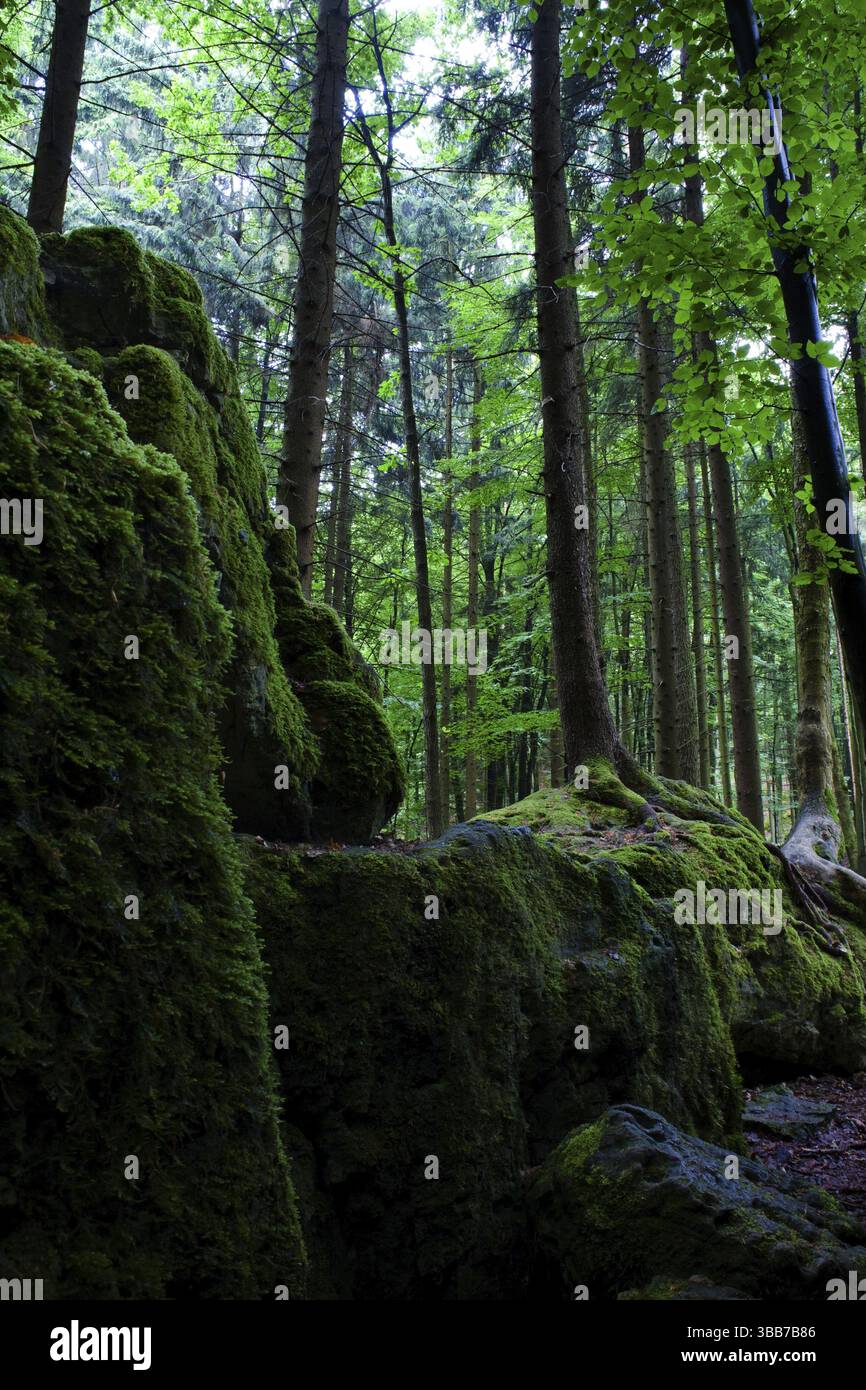 The summer forest scene. A walk in the woods Stock Photo - Alamy