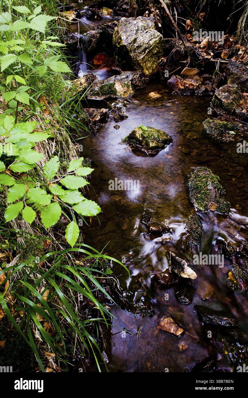 The summer forest scene. Little creek in a peaceful wood Stock Photo ...