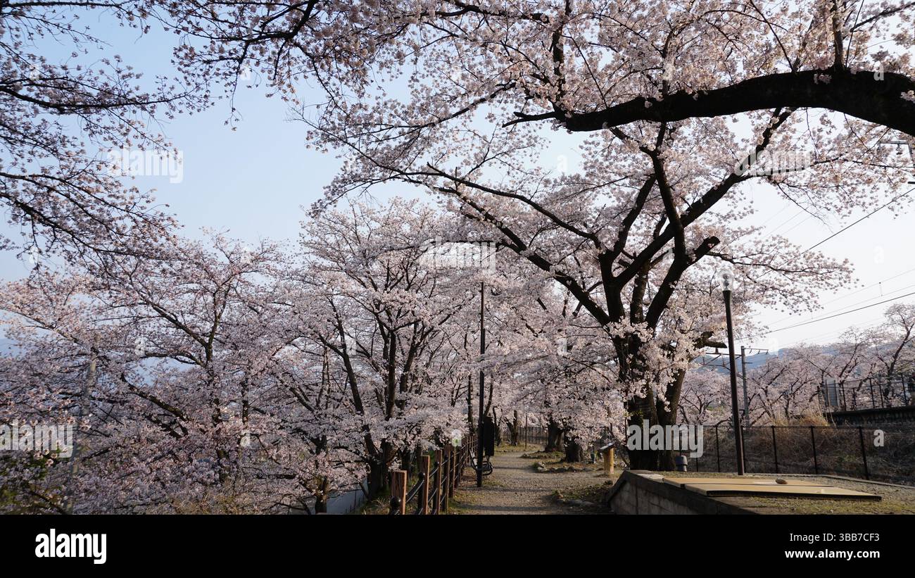 Cherry Blossoms Around Mount Fuji, Japan – Iconic Spring Scenery Stock ...