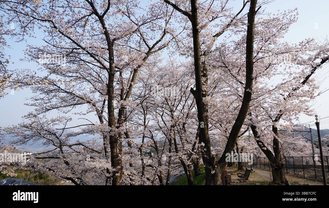 Cherry Blossoms Around Mount Fuji, Japan – Iconic Spring Scenery Stock ...