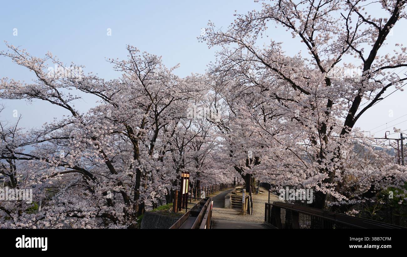 Cherry Blossoms Around Mount Fuji, Japan – Iconic Spring Scenery Stock ...
