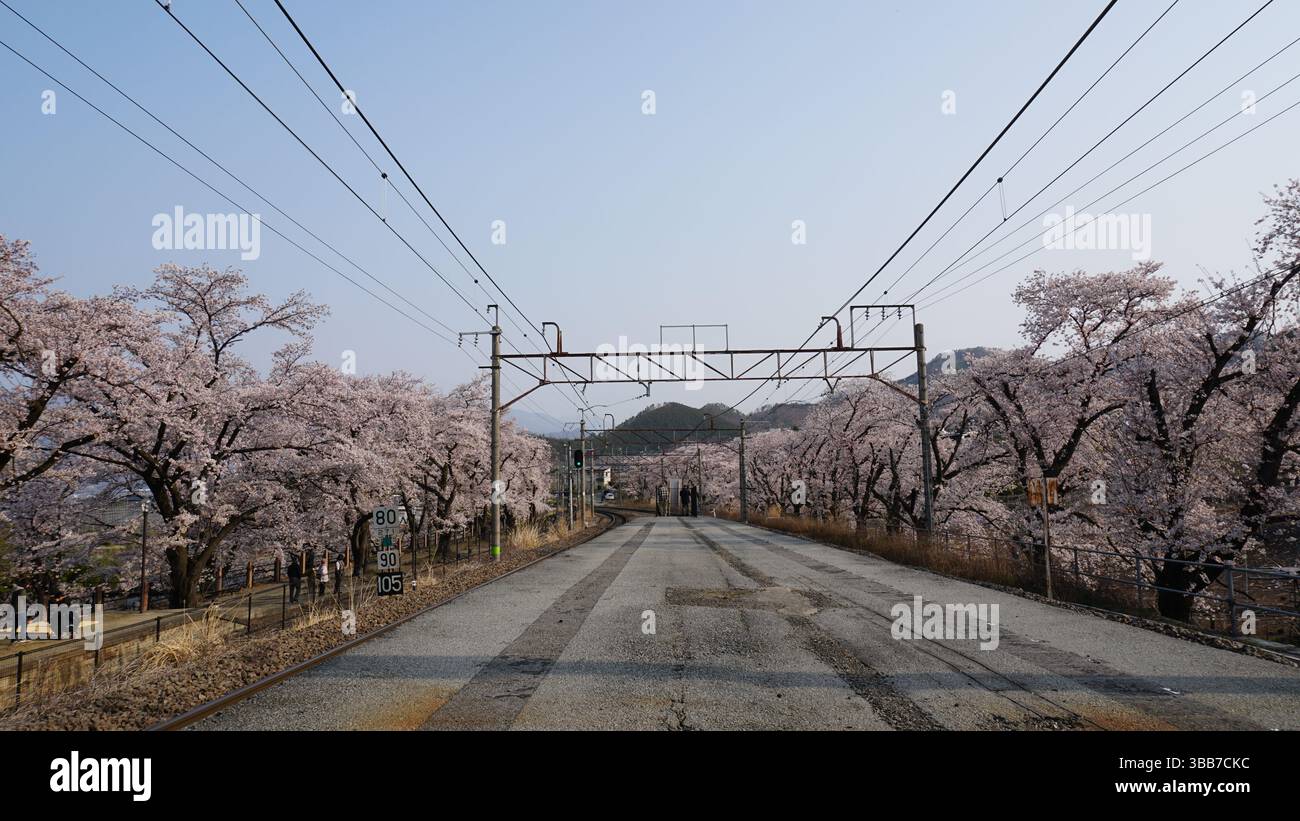 Cherry Blossoms Around Mount Fuji, Japan – Iconic Spring Scenery Stock ...