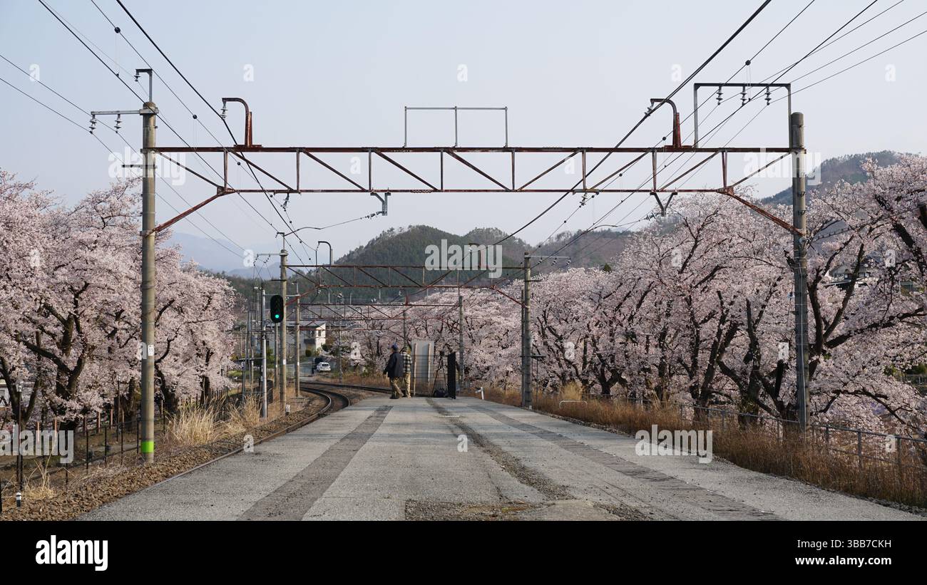 Cherry Blossoms Around Mount Fuji, Japan – Iconic Spring Scenery Stock ...