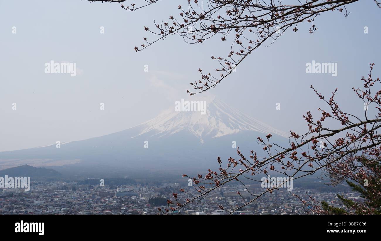 Cherry Blossoms Around Mount Fuji, Japan – Iconic Spring Scenery Stock ...