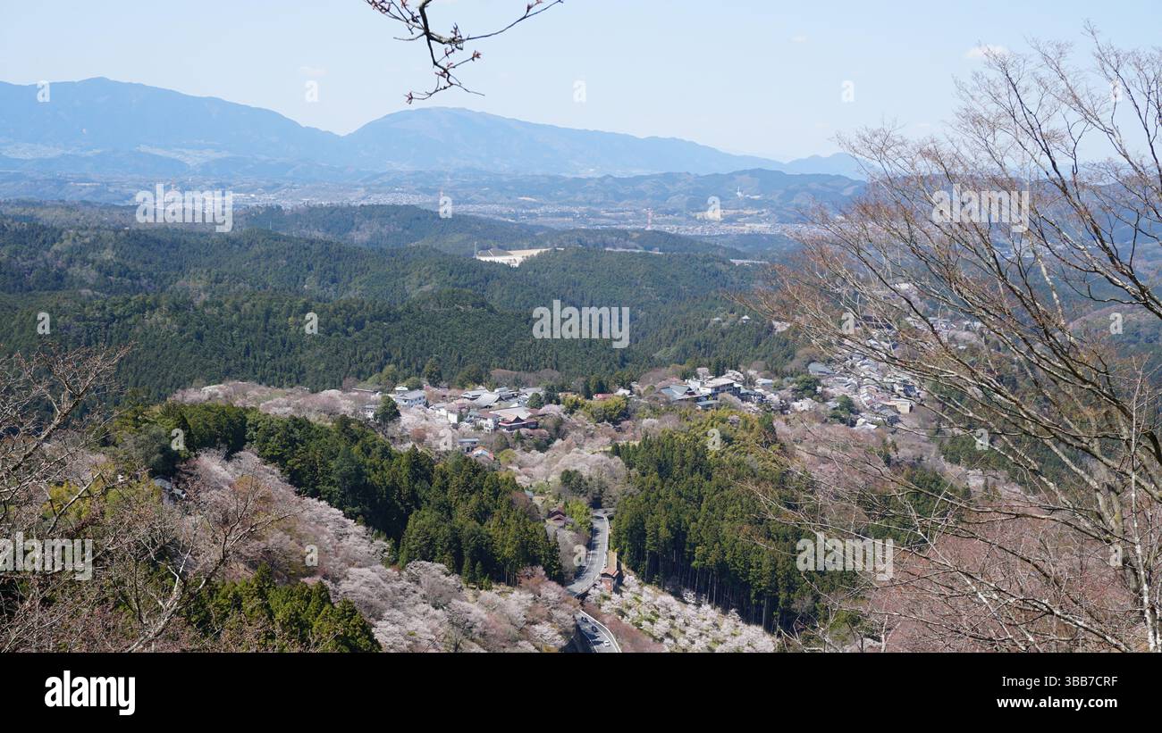 Cherry Blossoms at Mount Yoshino, Nara, Japan – Iconic Sakura Spot ...