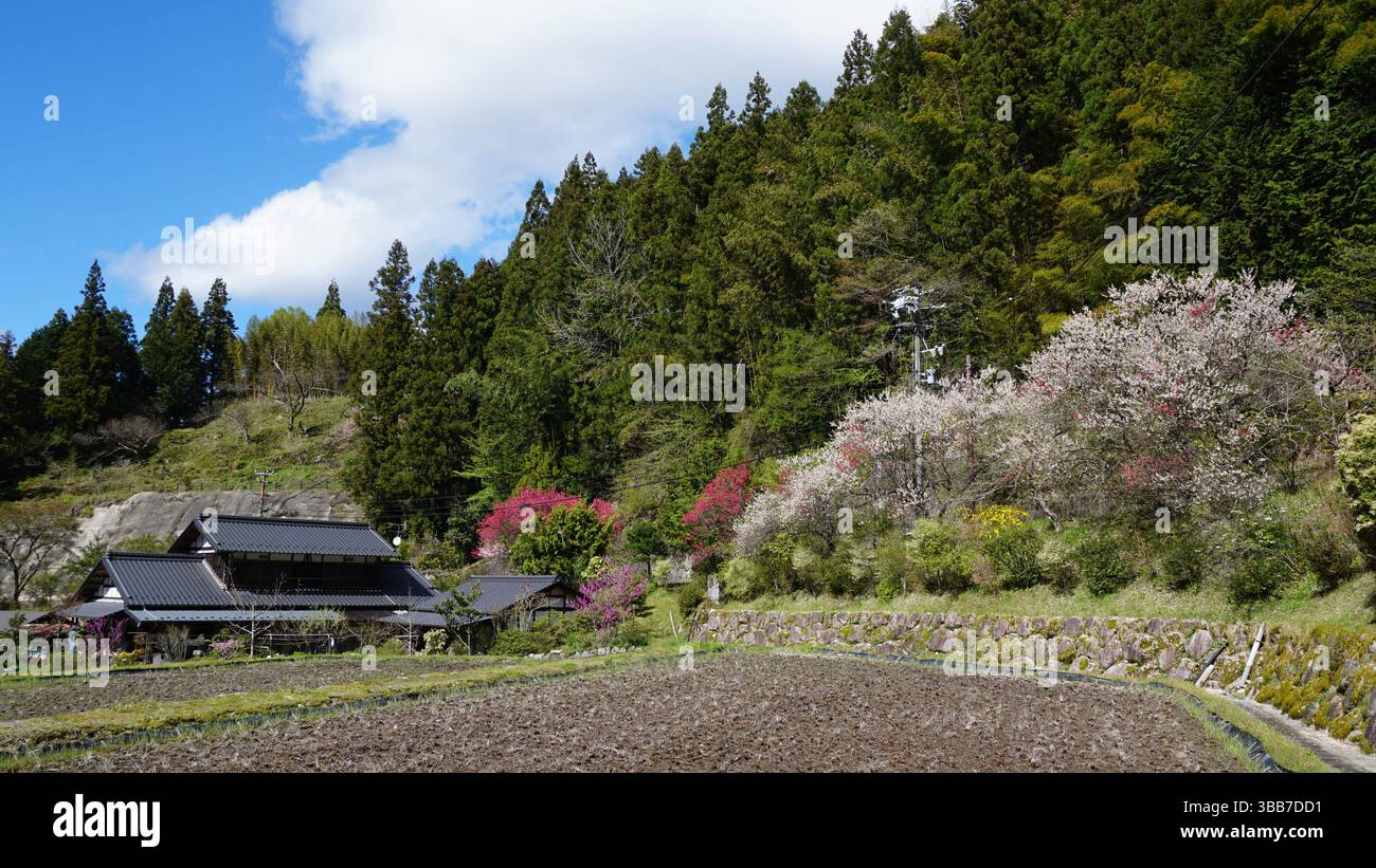 Cherry Blossoms at Magome-juku on the Nakasendo Trail, Gifu, Japan ...