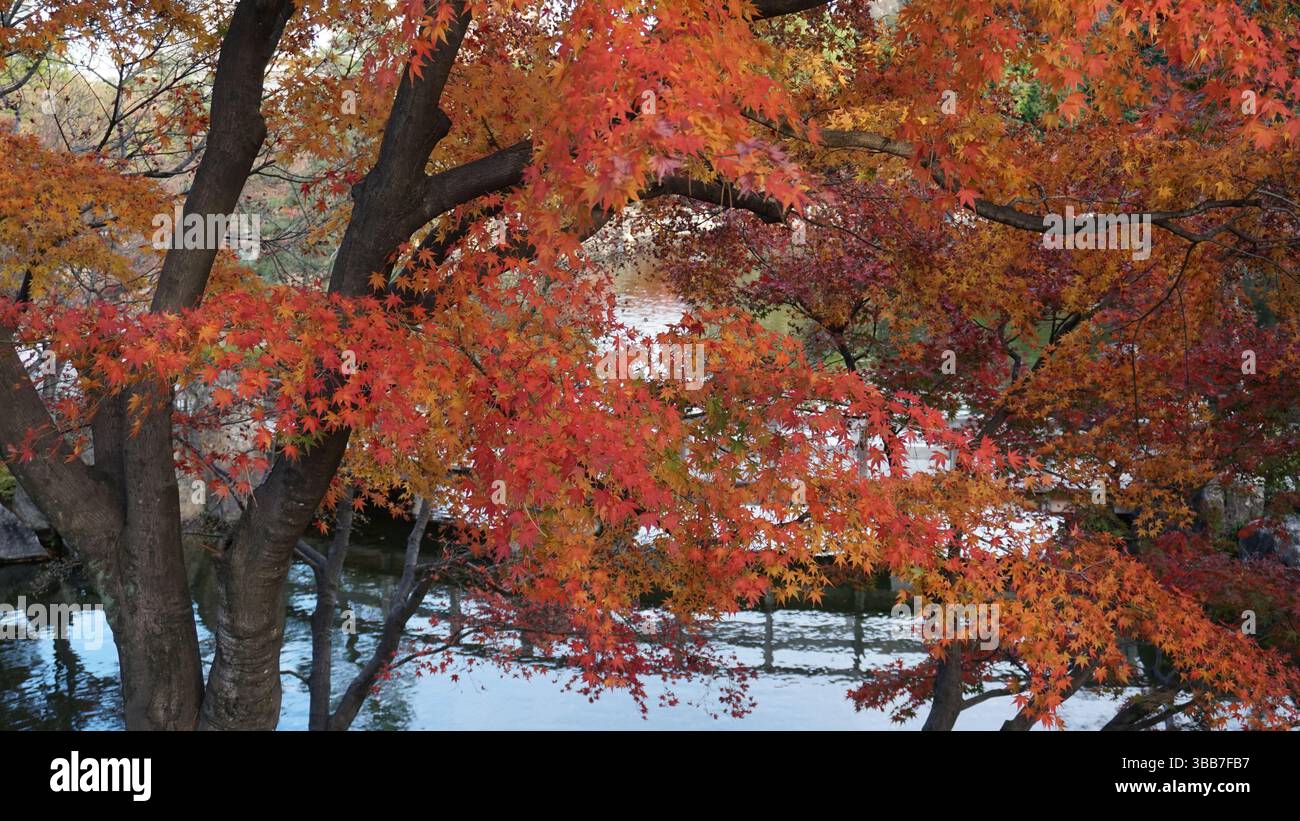 Autumn Reflections: Shirotori Garden’s Seasonal Splendor Stock Photo ...