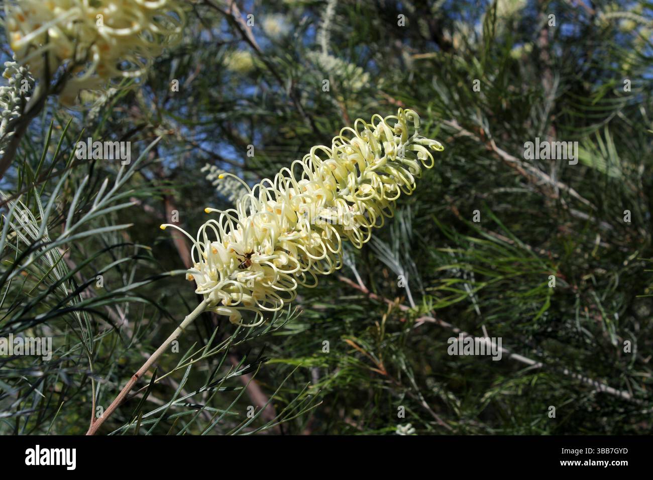 White grevillea flower on a plant in an Australian native garden Stock ...