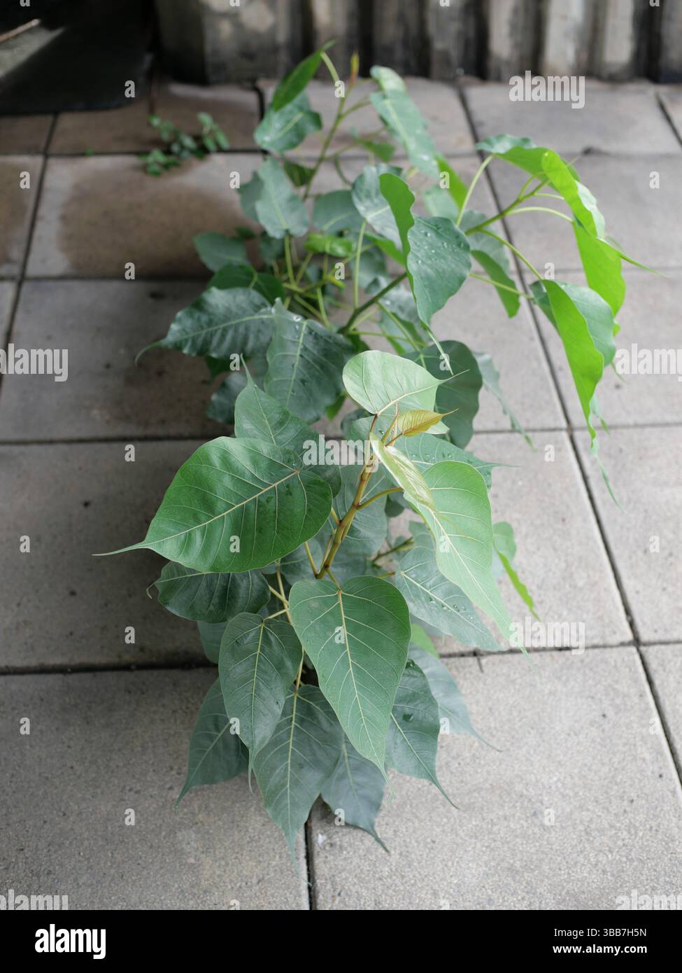 A Bodhi tree (Ton Pho) growing under an overpass in Bangkok, Thailand ...