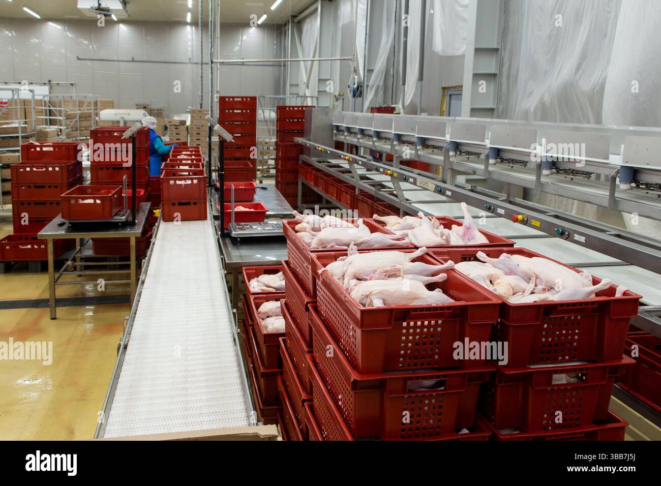 a production and packaging of offal, semi-finished poultry products ...