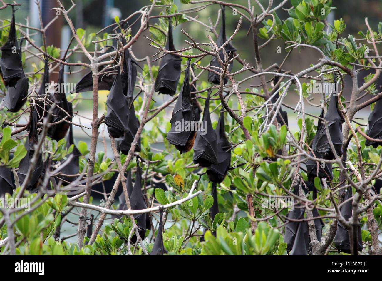 Flying fox bats roosting in mangrove trees Stock Photo - Alamy