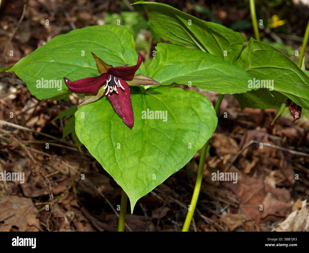 A mature Red trillium growing in the forest Stock Photo - Alamy
