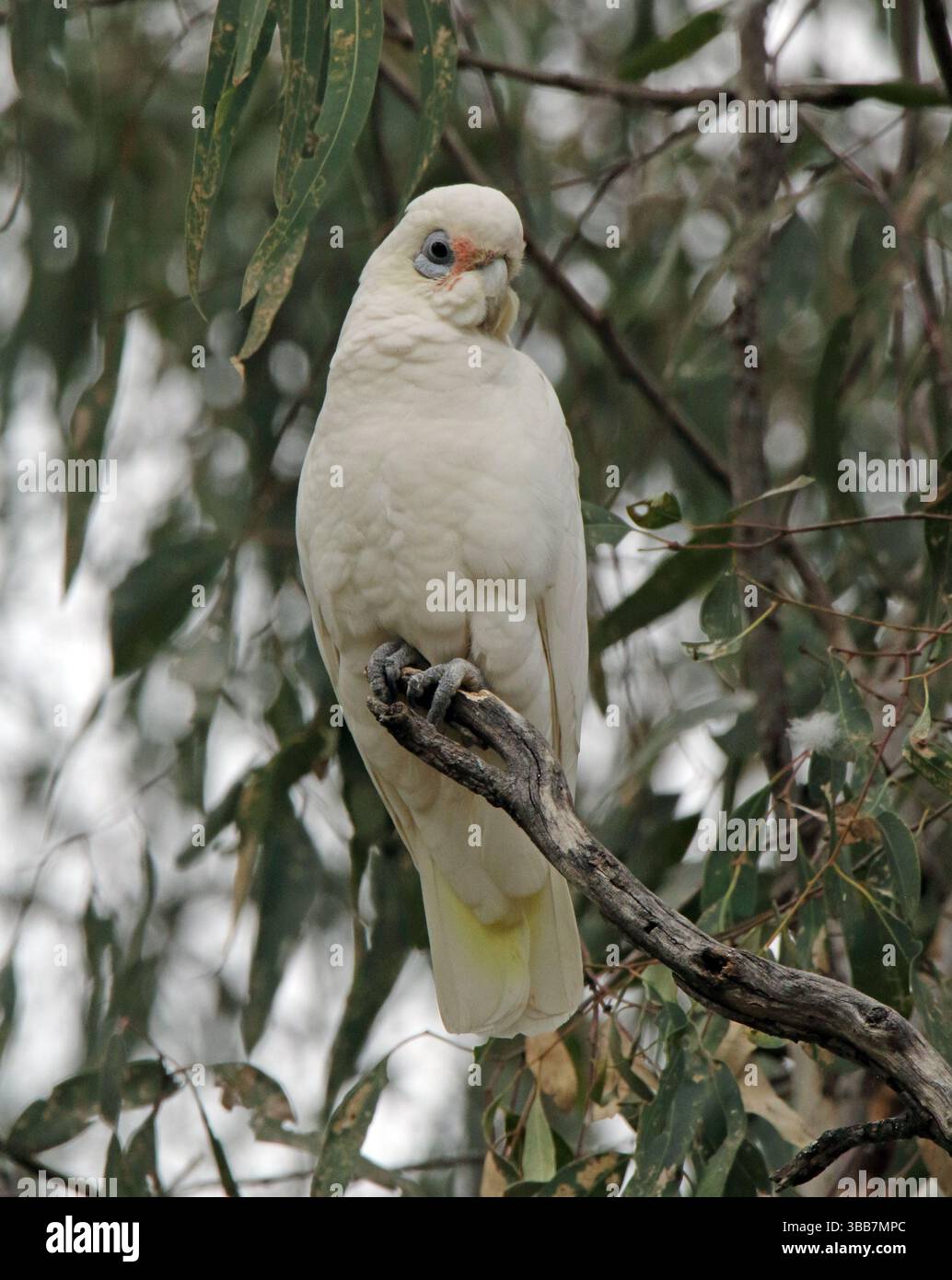 Little corella parrot bird sitting on a tree branch in Australia Stock ...