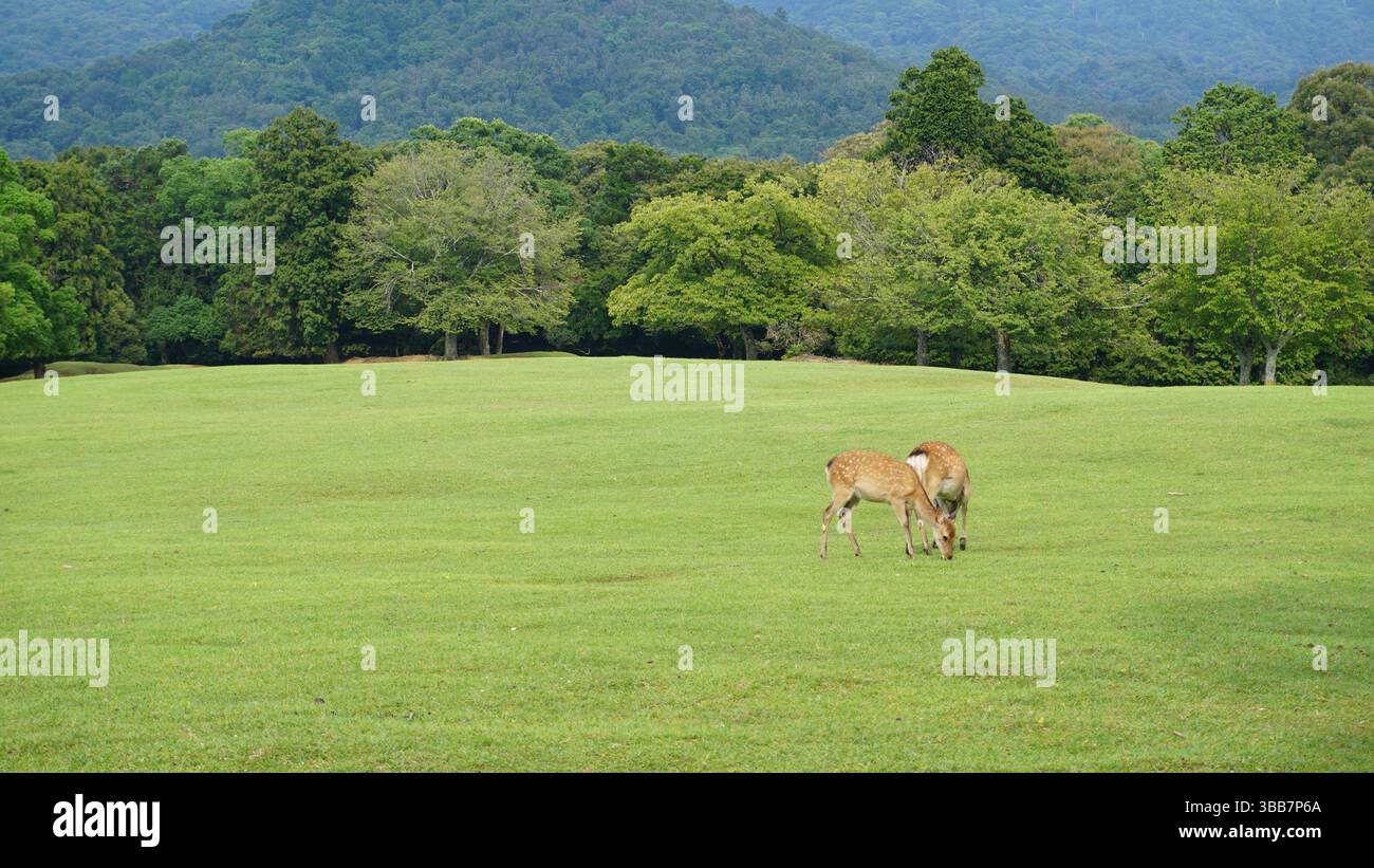 Nara Park – Home of Free-Roaming Deer and Historic Temples in Nara ...