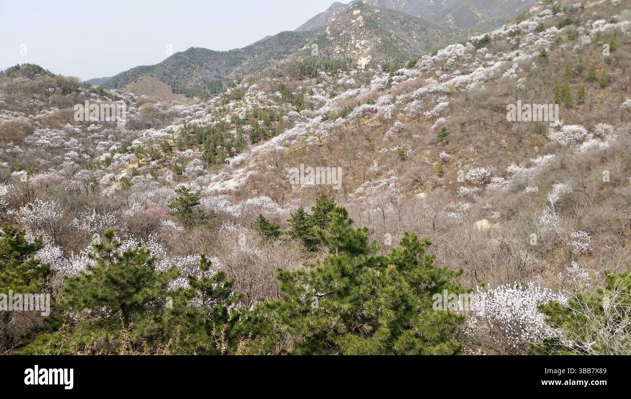 Wild Apricot Blossoms at Badaling Great Wall in Spring, Beijing Stock ...