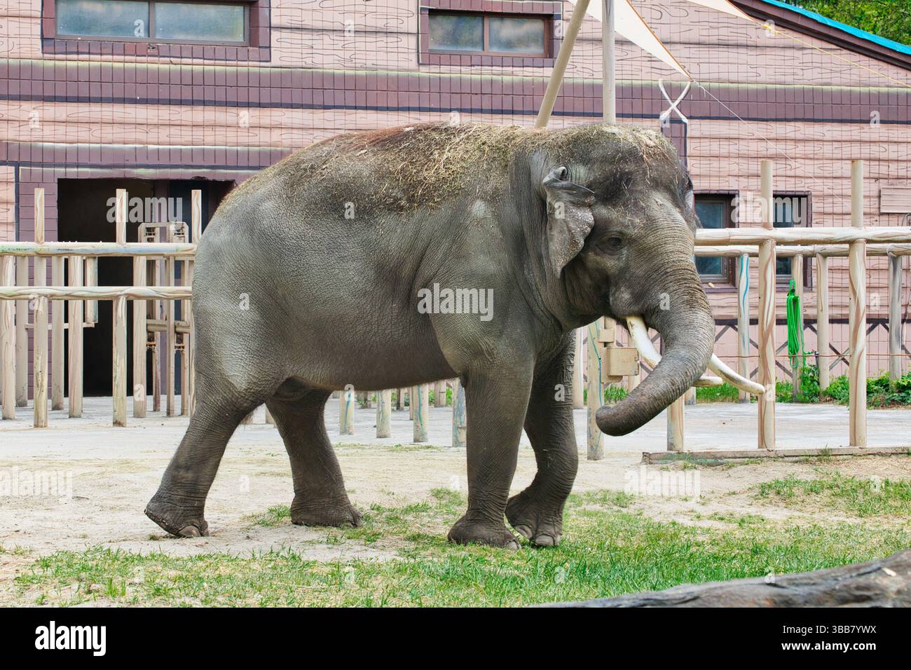 The gray elephant does not know what to do in the zoo Stock Photo - Alamy