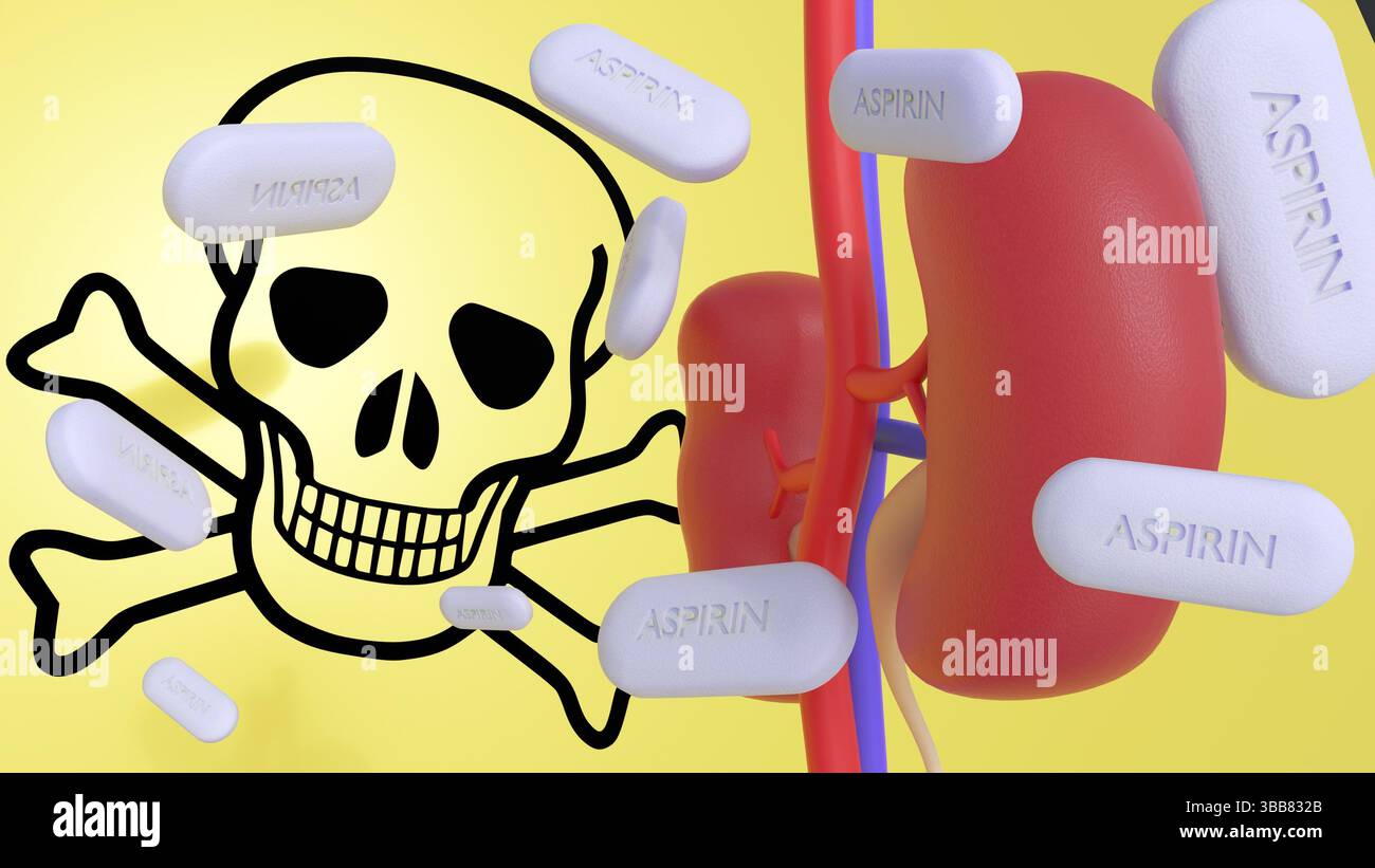 A 3d rendering of the renal system or urinary system, skull and ...