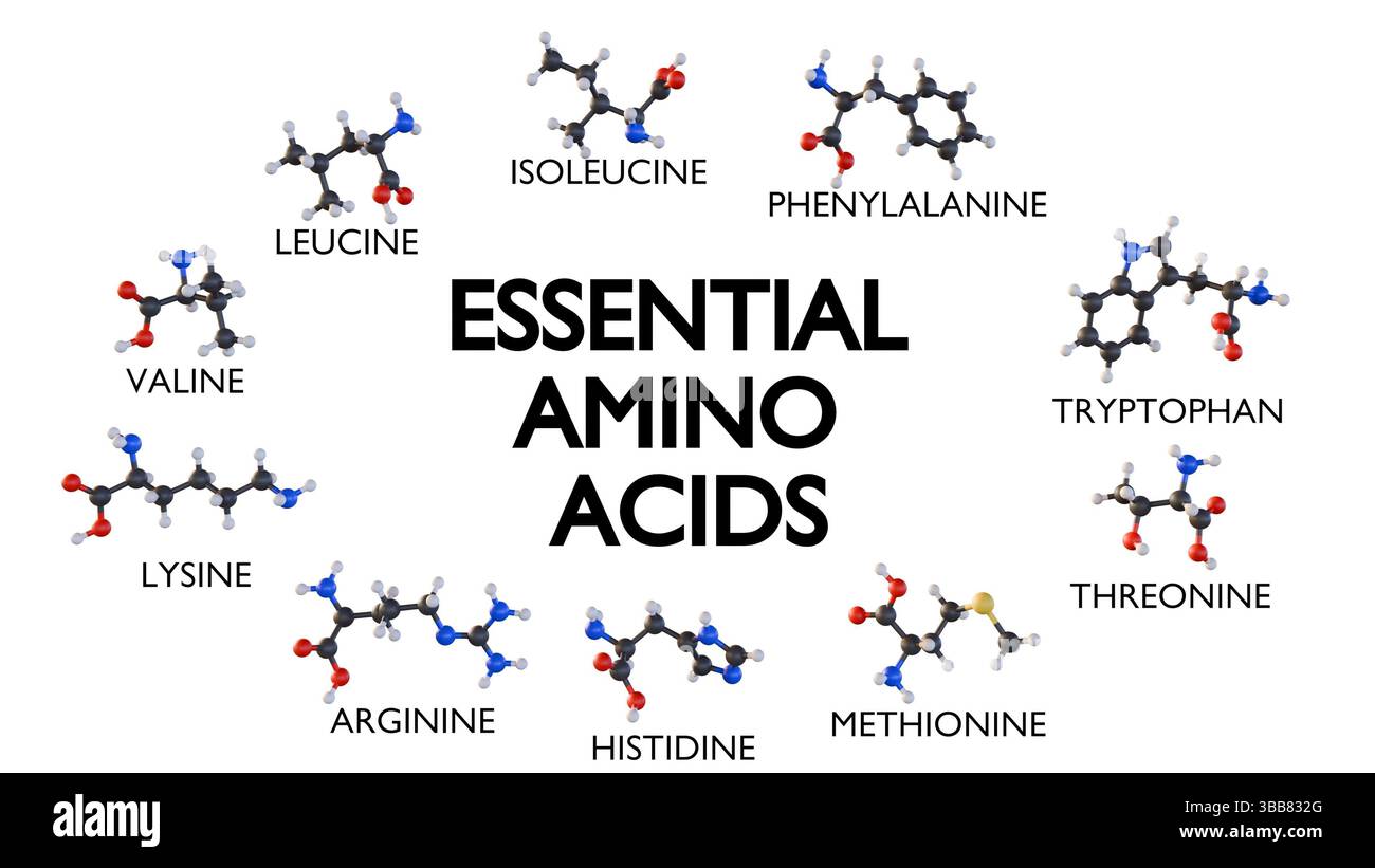 A 3d rendering of displays the molecular structures of the ten essential amino acids, the title ...