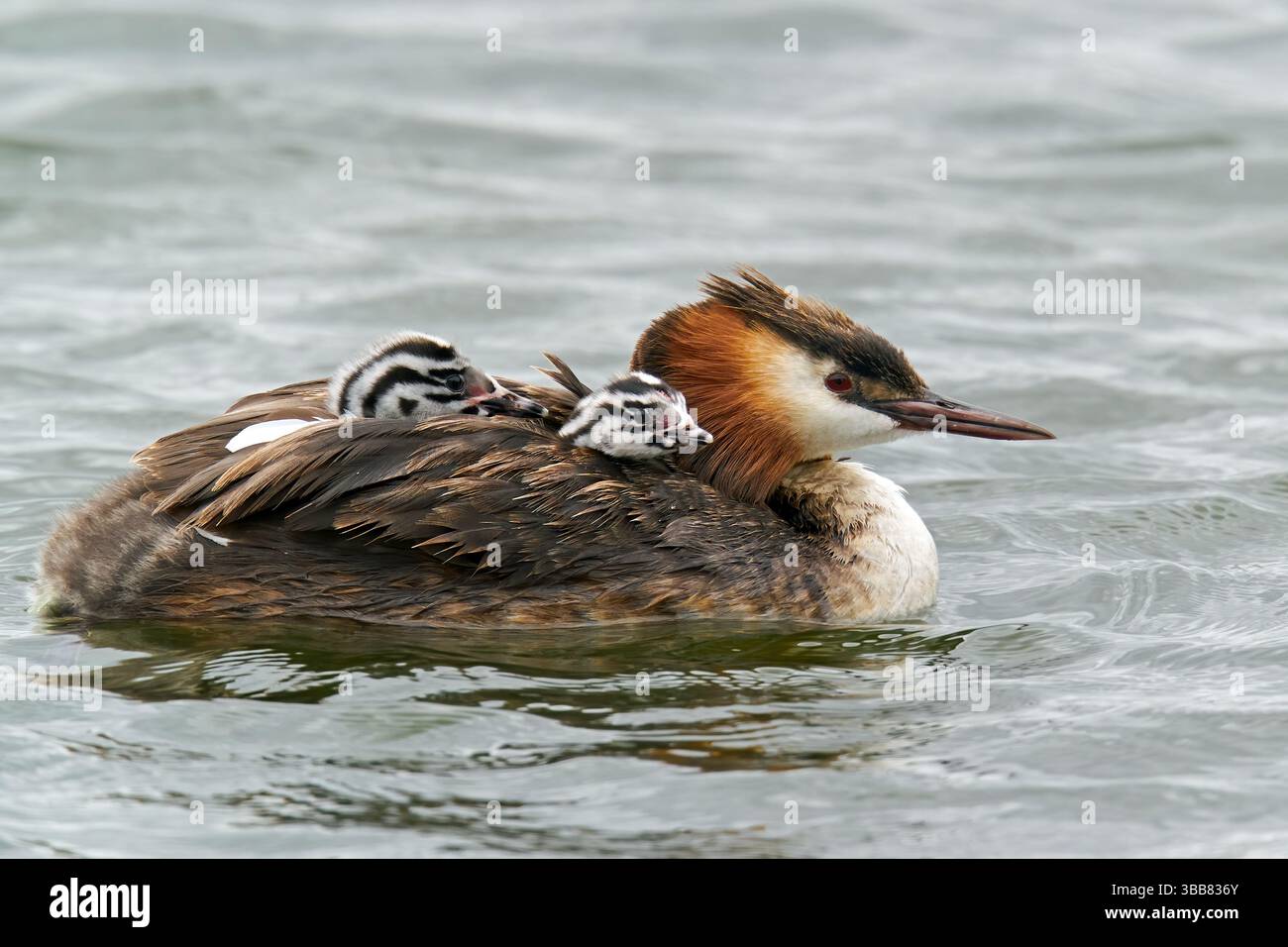 Great crested grebe with chicks on its back Stock Photo - Alamy