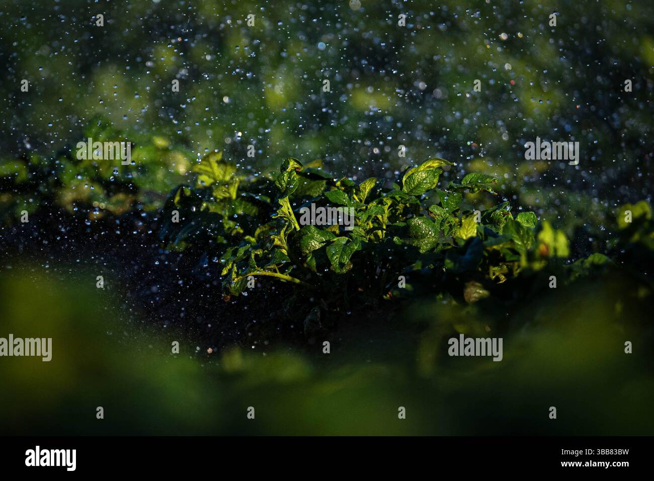 Bassum, Germany. 15th May, 2025. A potato field in the Diepholz ...
