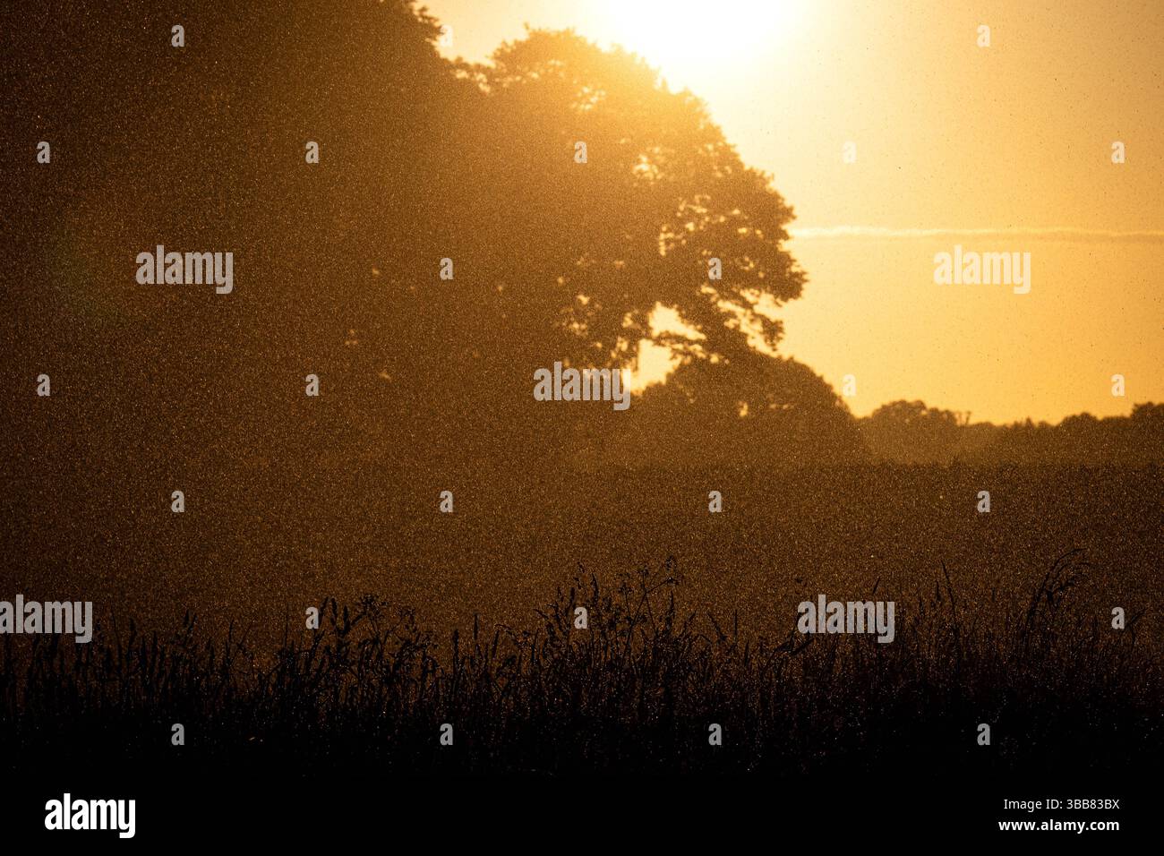 Bassum, Germany. 15th May, 2025. A potato field in the Diepholz ...