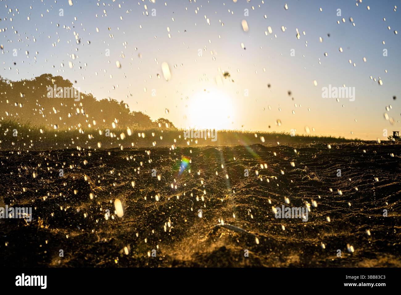 Bassum, Germany. 15th May, 2025. A potato field in the Diepholz ...