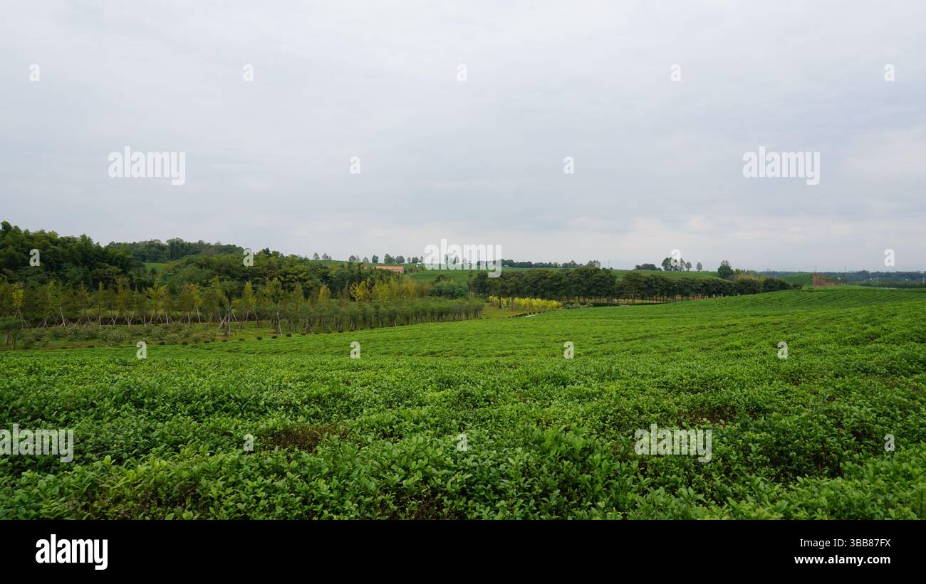 Jufeng Mountain and Tea Gardens in Jinhua: A Harmony of Peaks and Green ...