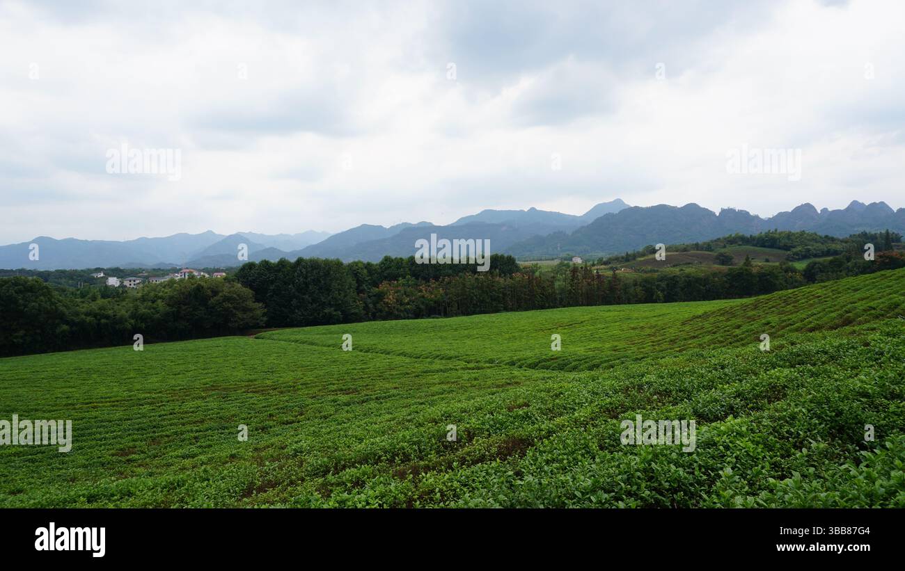 Jufeng Mountain and Tea Gardens in Jinhua: A Harmony of Peaks and Green ...