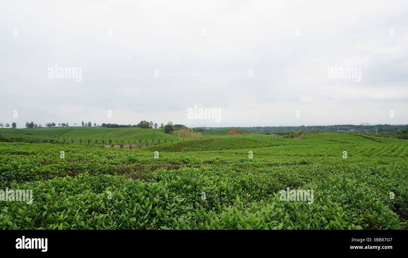 Jufeng hi-res stock photography and images - Alamy